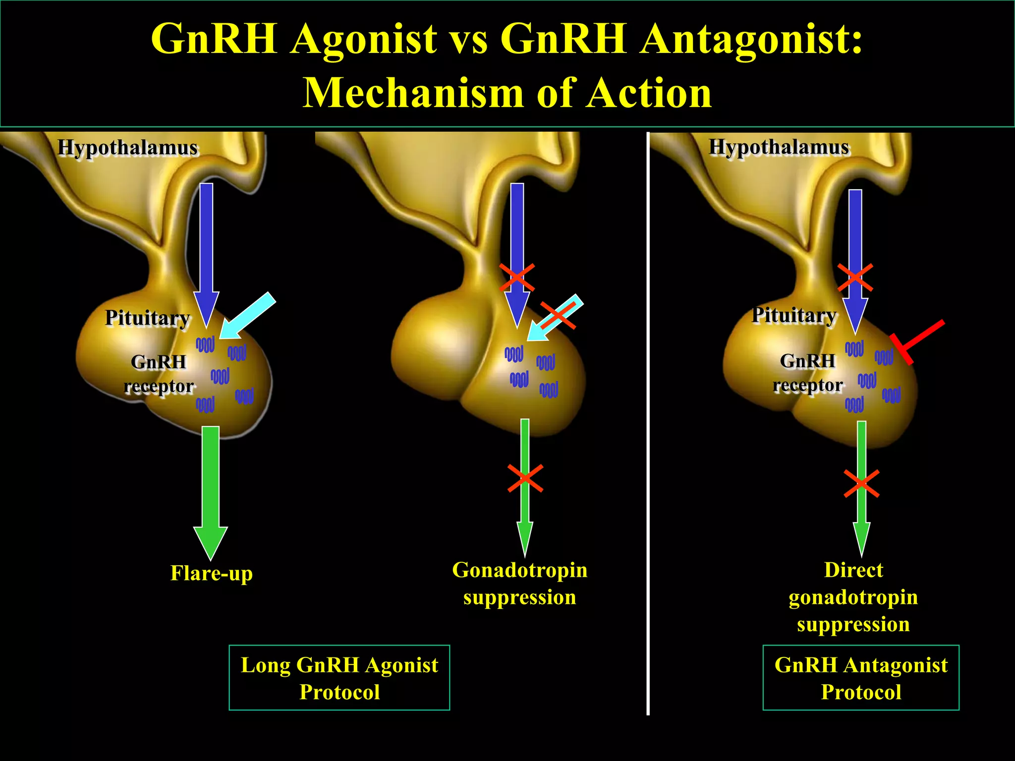 UNDERSTANDING DOWN REGULATION GnRH Agonists and Antagonists In ART | PDF