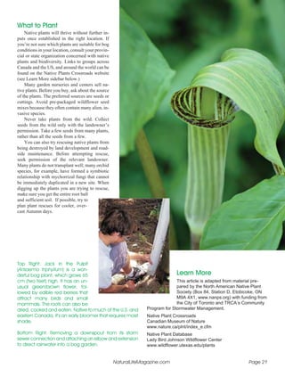 Grow A Downspout Bog Garden | PDF