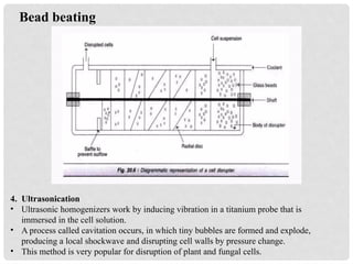 Downstream Processing: Cell disruption method | PPTX