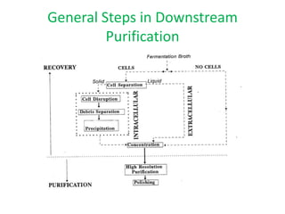 Downstream processing | PPTX
