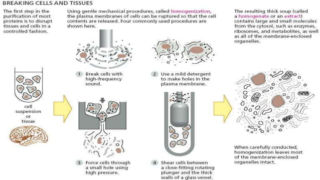 Downstream processing | PPT