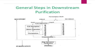 Downstream processing | PPT