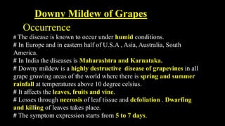 Downy mildew in grapes and cucurbits | PPTX | Gardening | Home & Garden