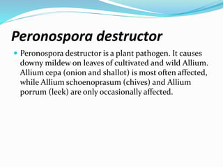 Diseases caused by Downy Mildew fungi | PPTX