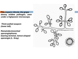 Downy mildew of grapes | PPTX