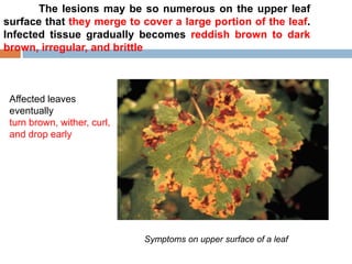 Downy mildew of grapes | PPTX
