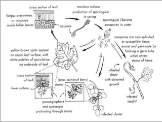 Downy Mildew Diagram