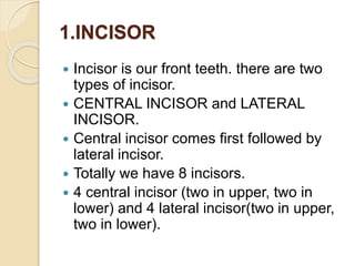 Do you know about your teeth | PPTX