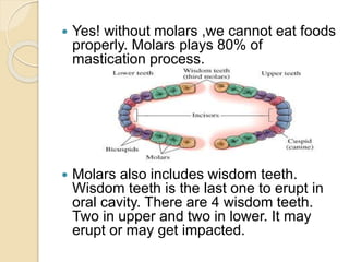 Do you know about your teeth | PPT