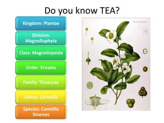 Do you know tea ? | PPTX