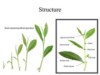 Do you know tea ? | PPTX
