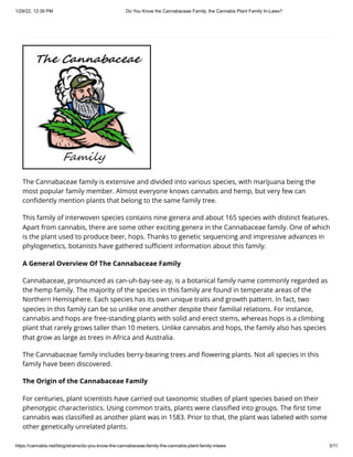 Are Cannabaceae Plants the Same as Cannabis and Hemp? | PDF