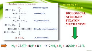 Nitrogen Fixation | PPTX