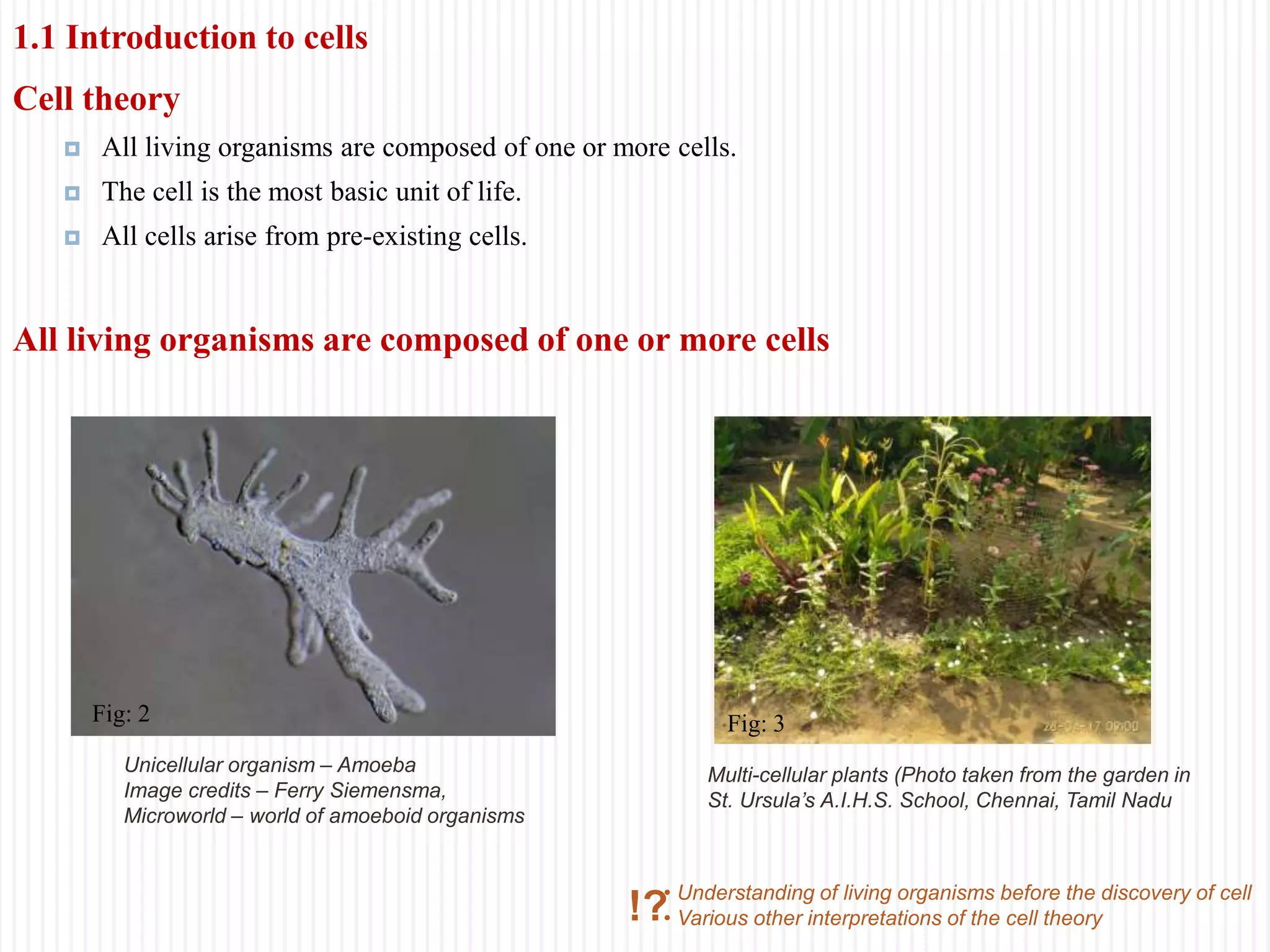 IB Diploma Program - Biology - Topic 1 Cell Biology | PPTX