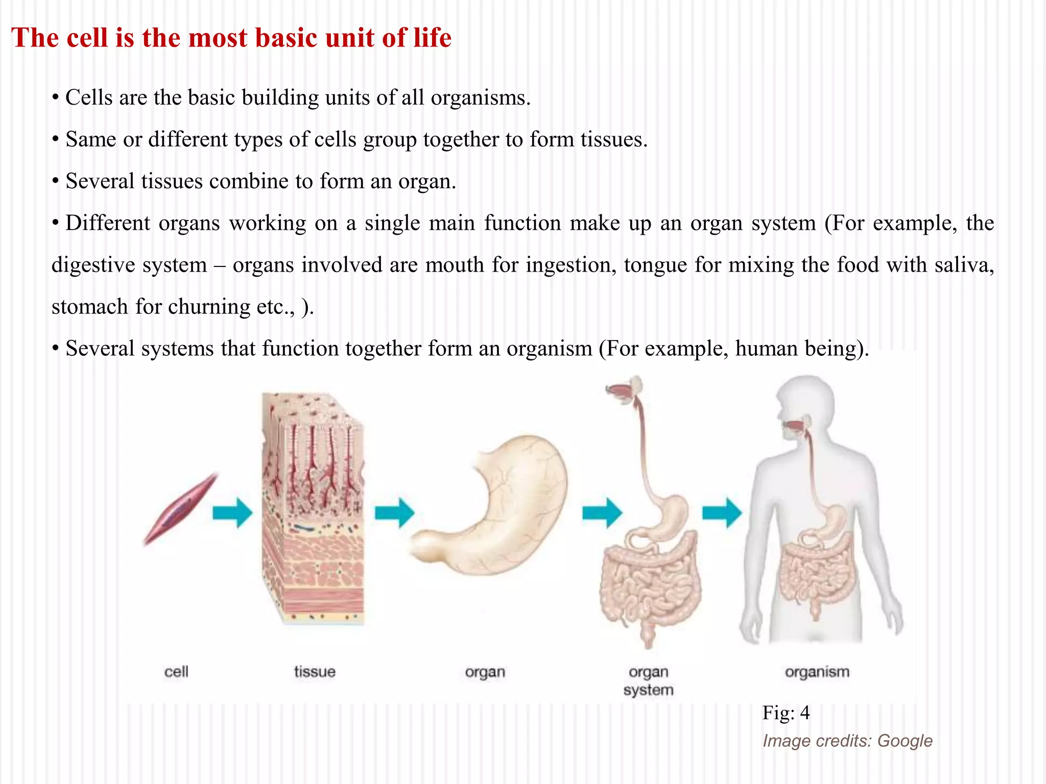 IB Diploma Program - Biology - Topic 1 Cell Biology | PPTX