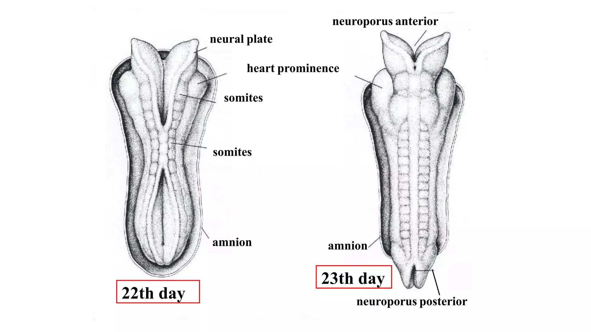 Embryonic period of development | PPTX