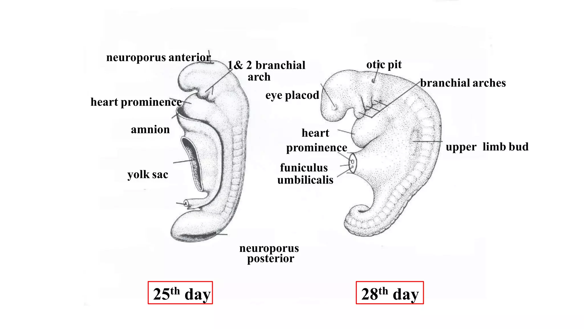 Embryonic period of development | PPTX
