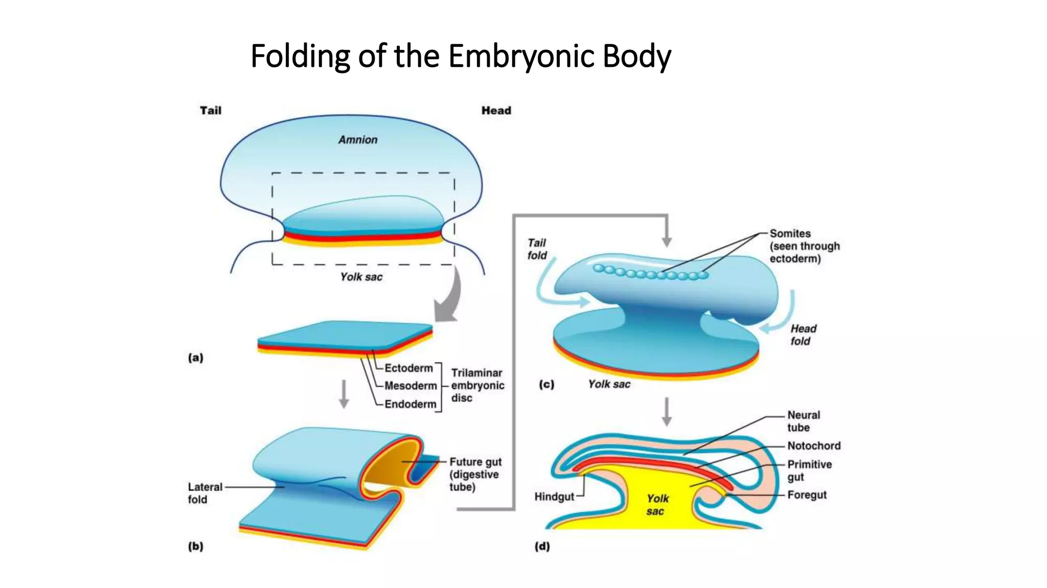 Embryonic period of development | PPTX