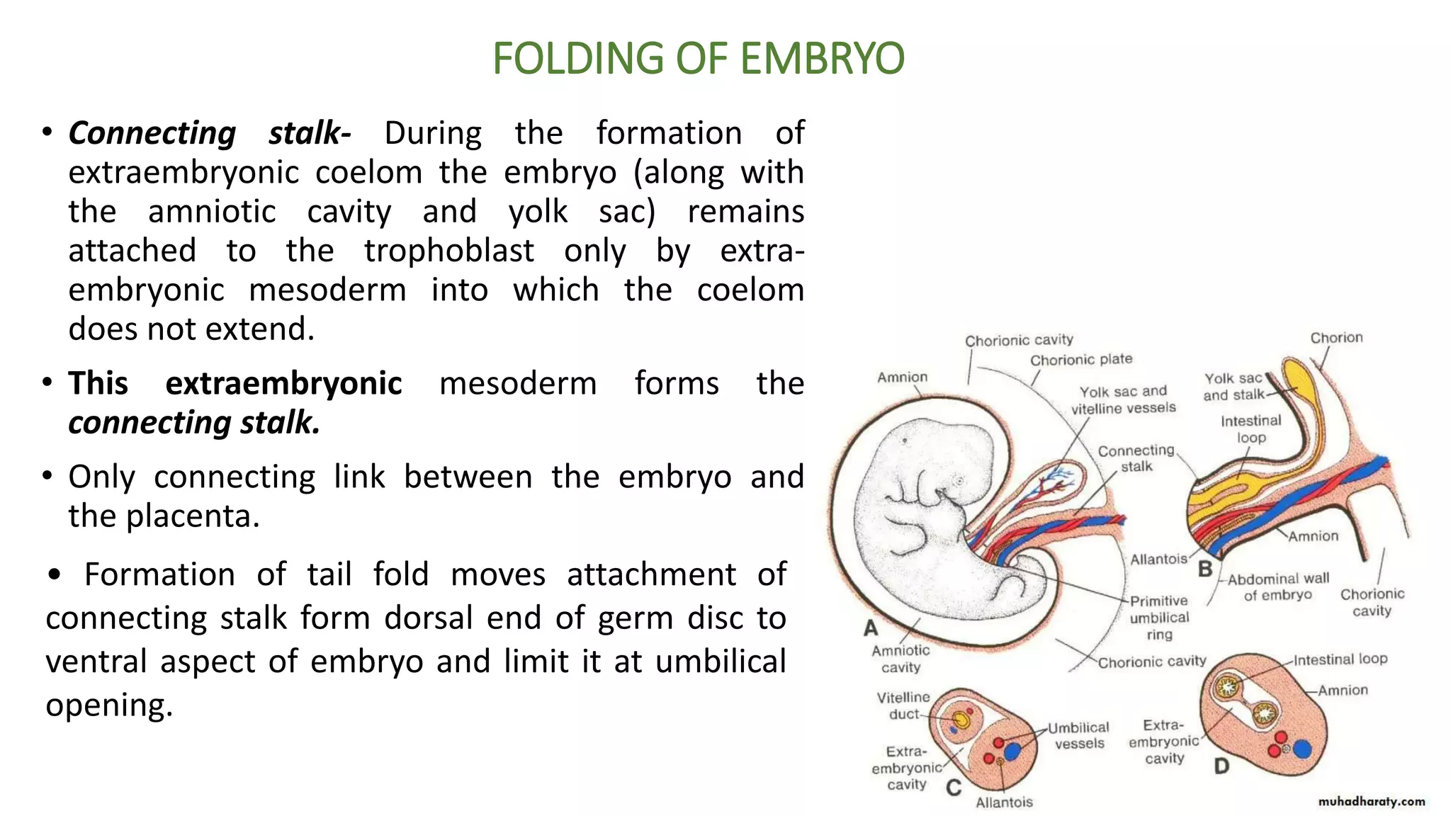 Embryonic period of development | PPTX