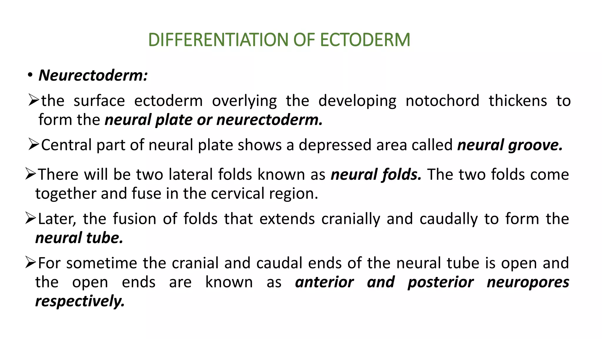 Embryonic period of development | PPTX