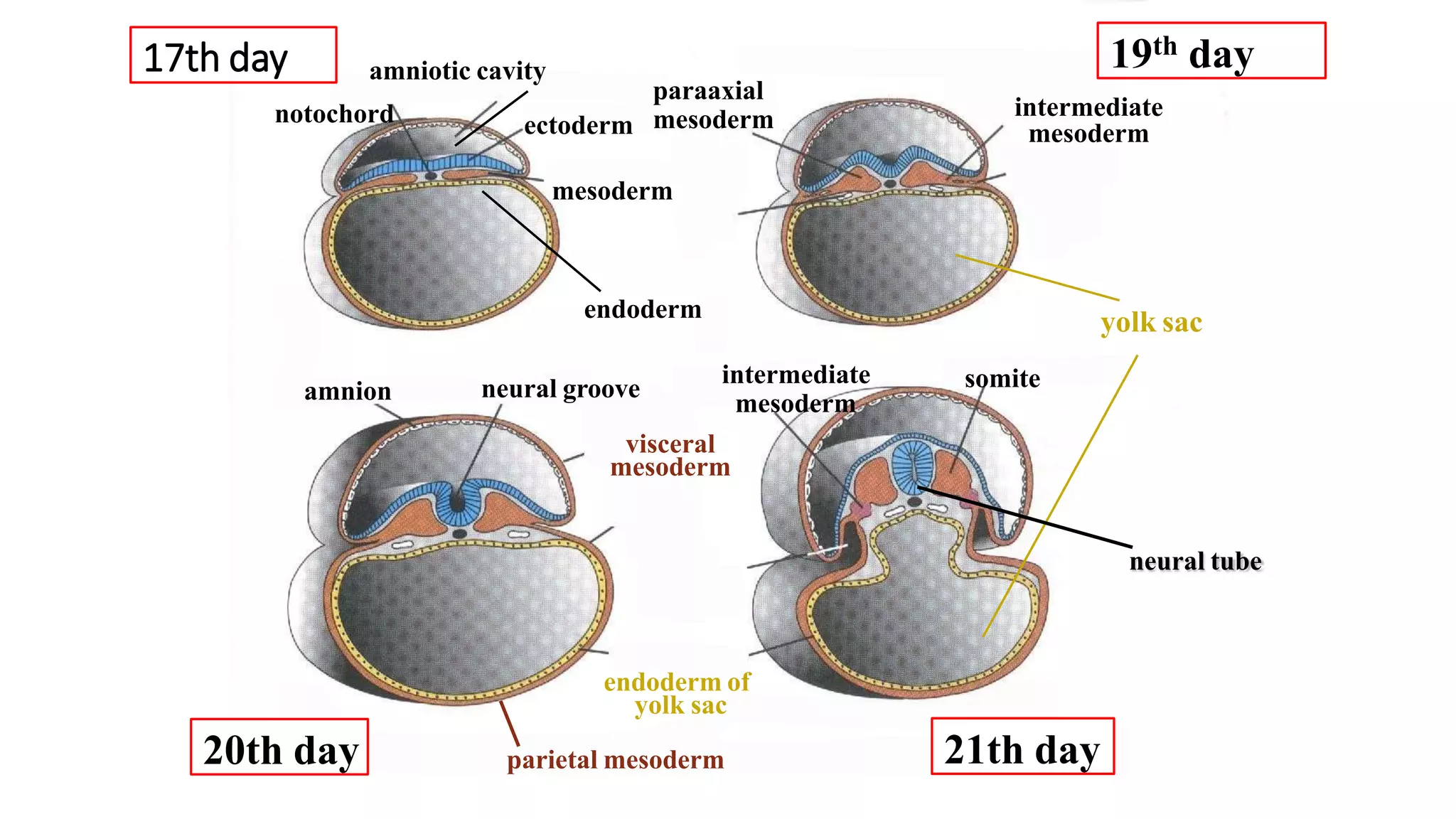 Embryonic period of development | PPTX