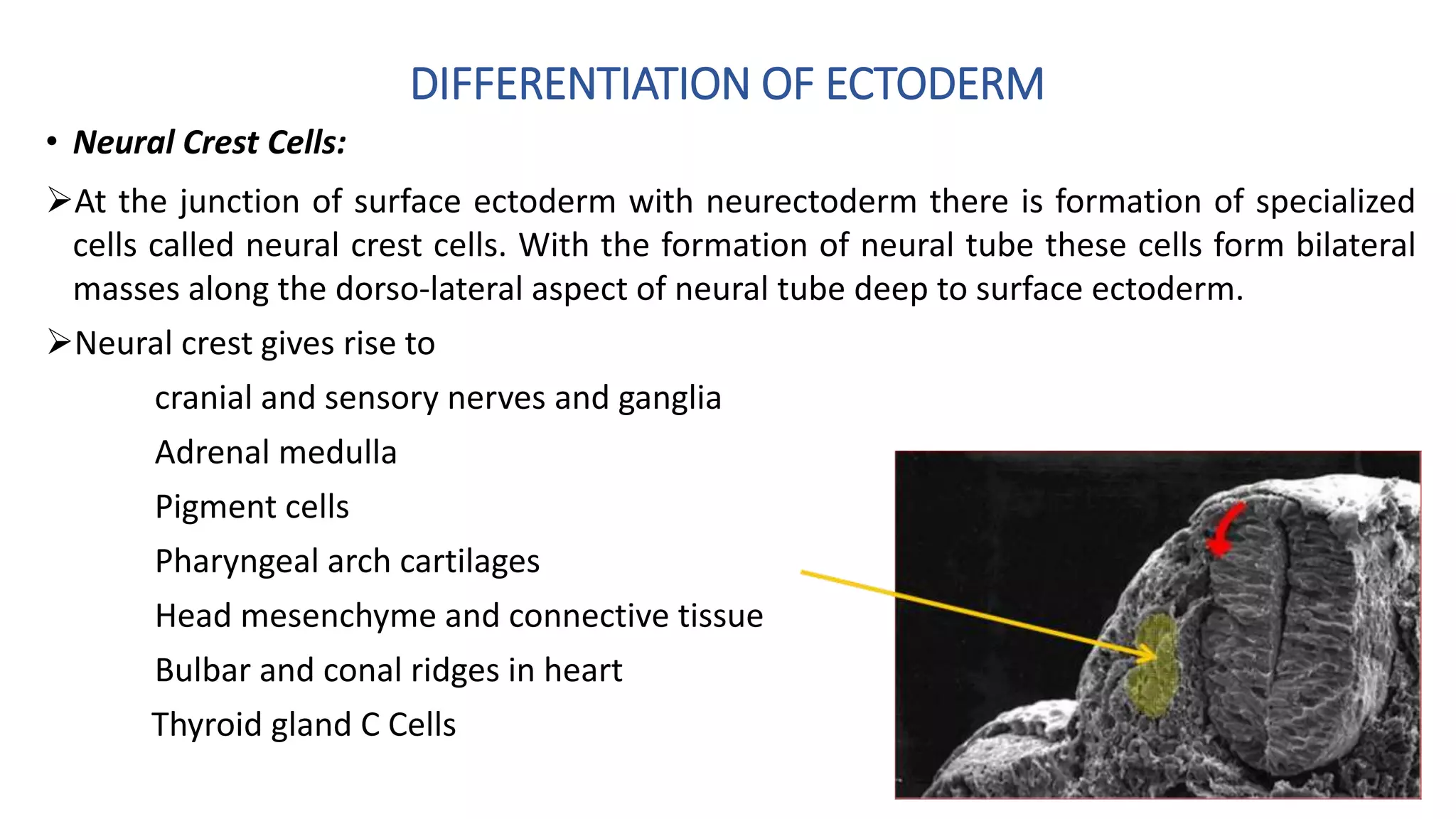 Embryonic period of development | PPTX