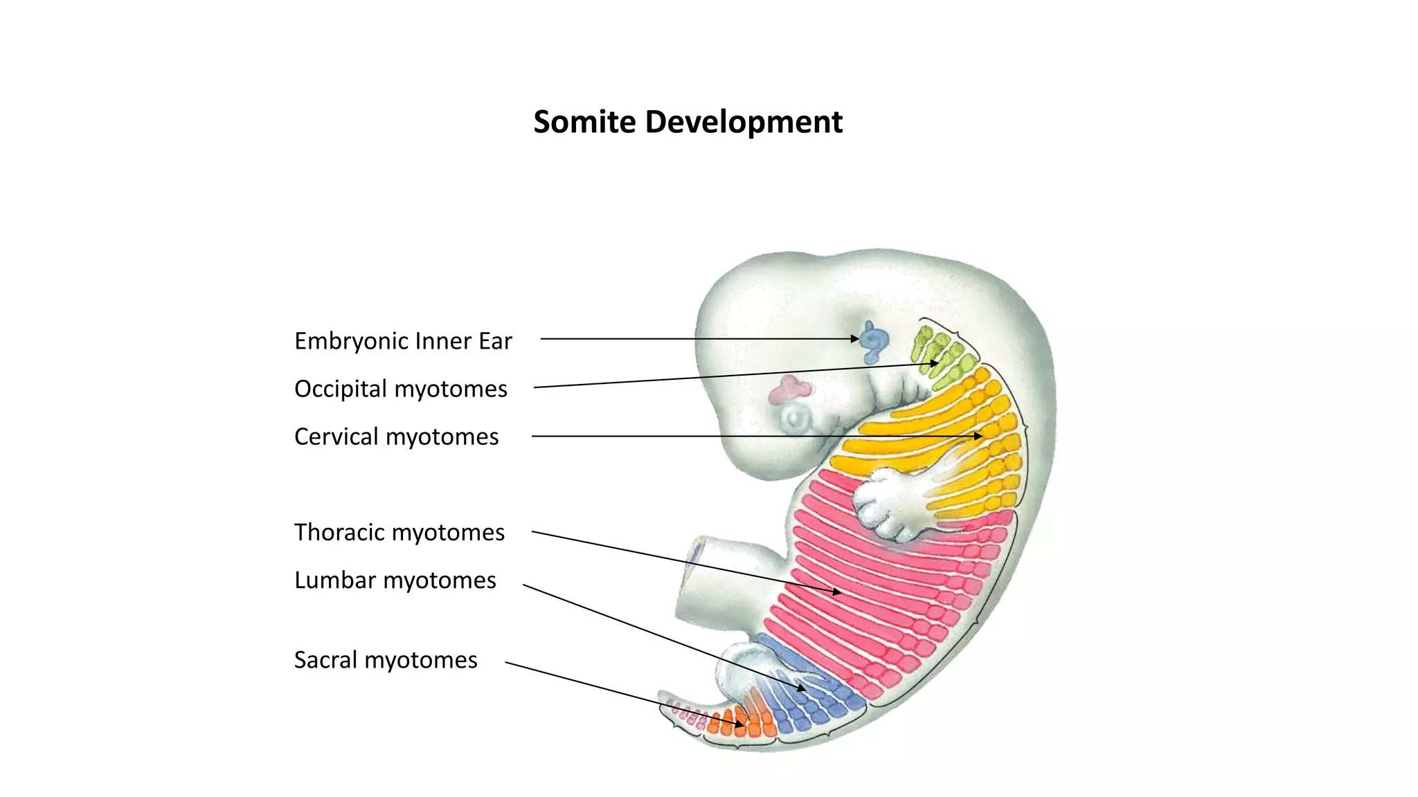 Embryonic period of development | PPTX