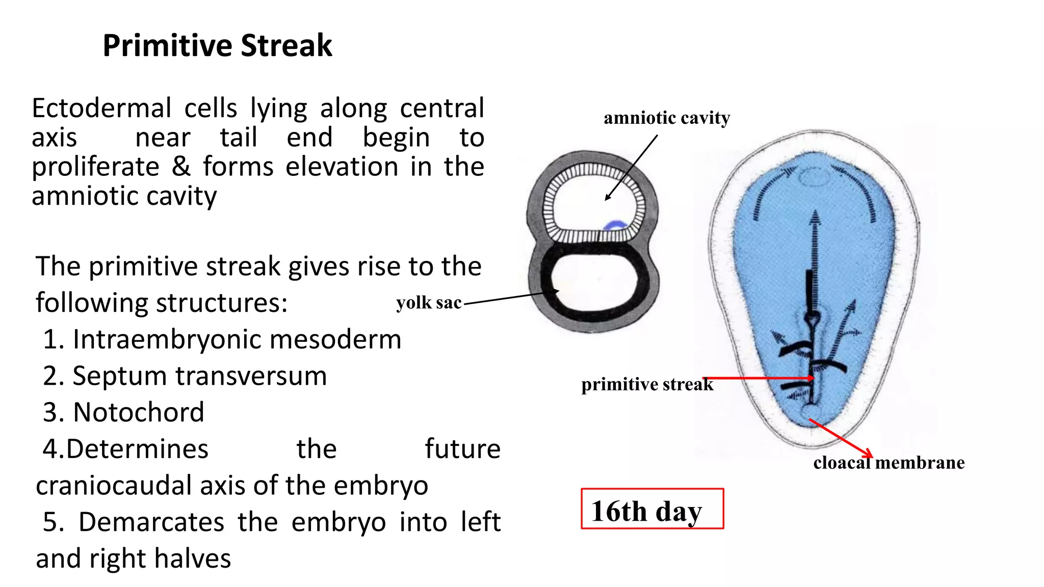 Embryonic period of development | PPTX