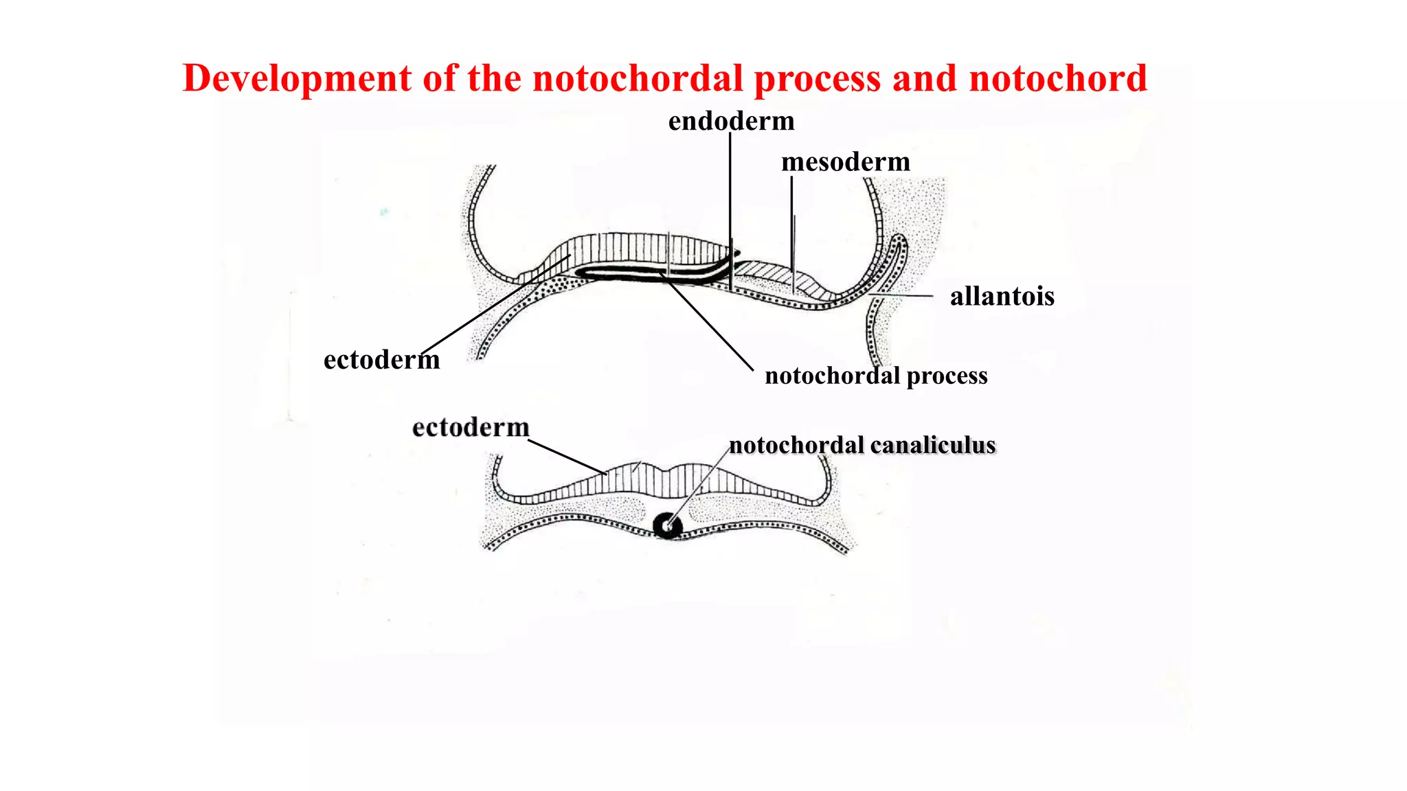 Embryonic period of development | PPTX