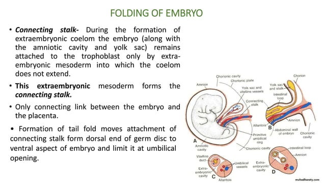Embryonic period of development | PPTX