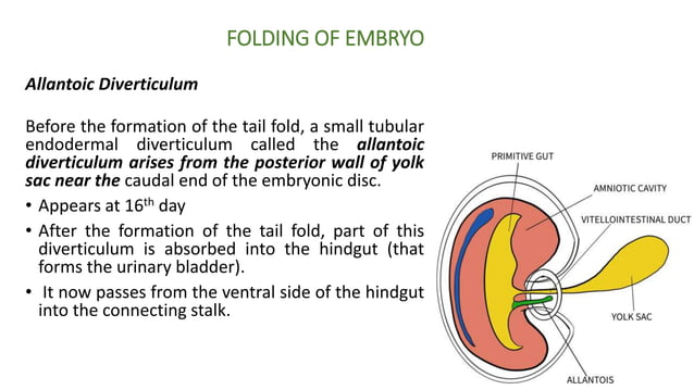 Embryonic period of development | PPTX