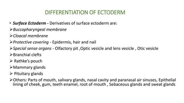 Embryonic period of development | PPTX