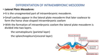 Embryonic period of development | PPTX