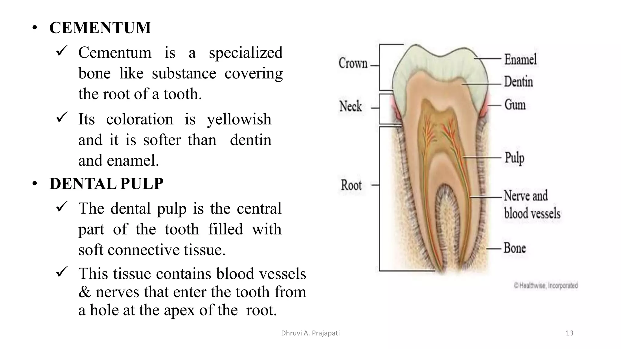 Anatomy and physiology of Digestive system | PPTX