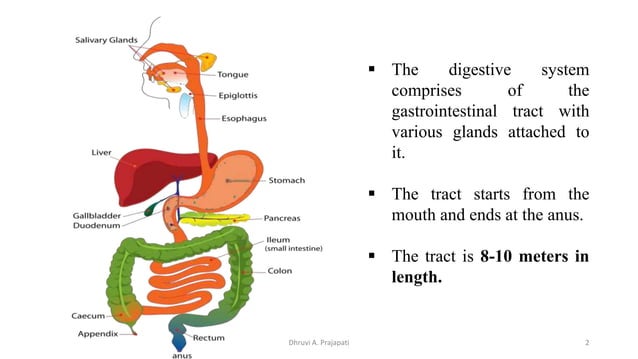 Anatomy and physiology of Digestive system | PPTX