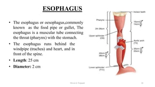 Anatomy and physiology of Digestive system | PPTX