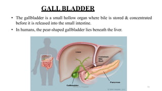 Anatomy and physiology of Digestive system | PPTX