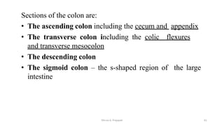 Anatomy and physiology of Digestive system | PPTX
