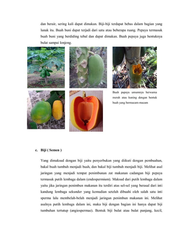 Morfologi tumbuhan pepaya | PDF