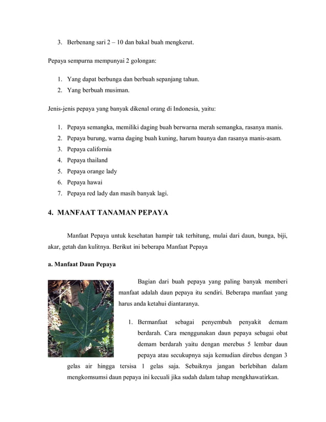 Morfologi tumbuhan pepaya | PDF