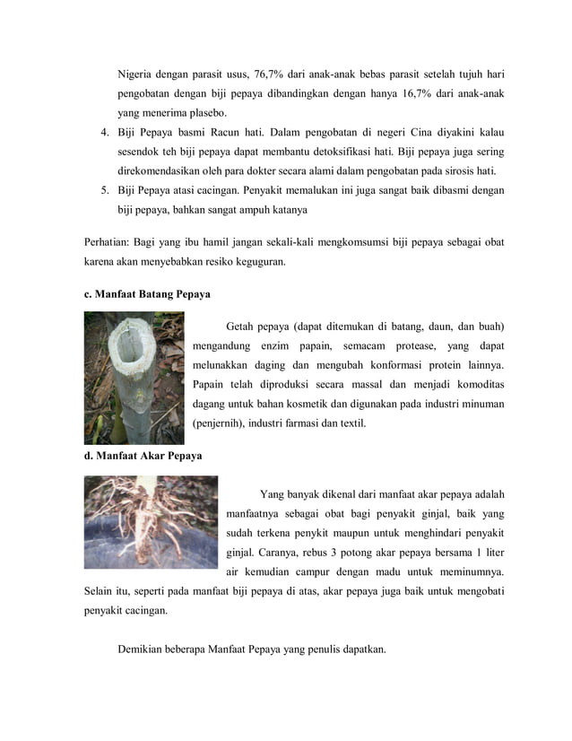 Morfologi tumbuhan pepaya | PDF