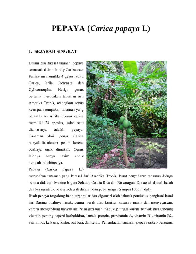 Morfologi tumbuhan pepaya | PDF