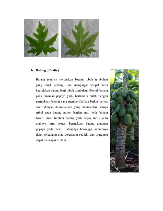 Morfologi tumbuhan pepaya | PDF