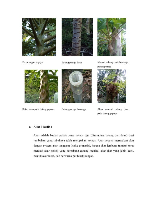 Morfologi tumbuhan pepaya | PDF