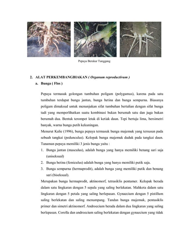 Morfologi tumbuhan pepaya | PDF