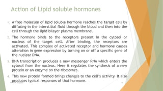 Endocrine system | PDF
