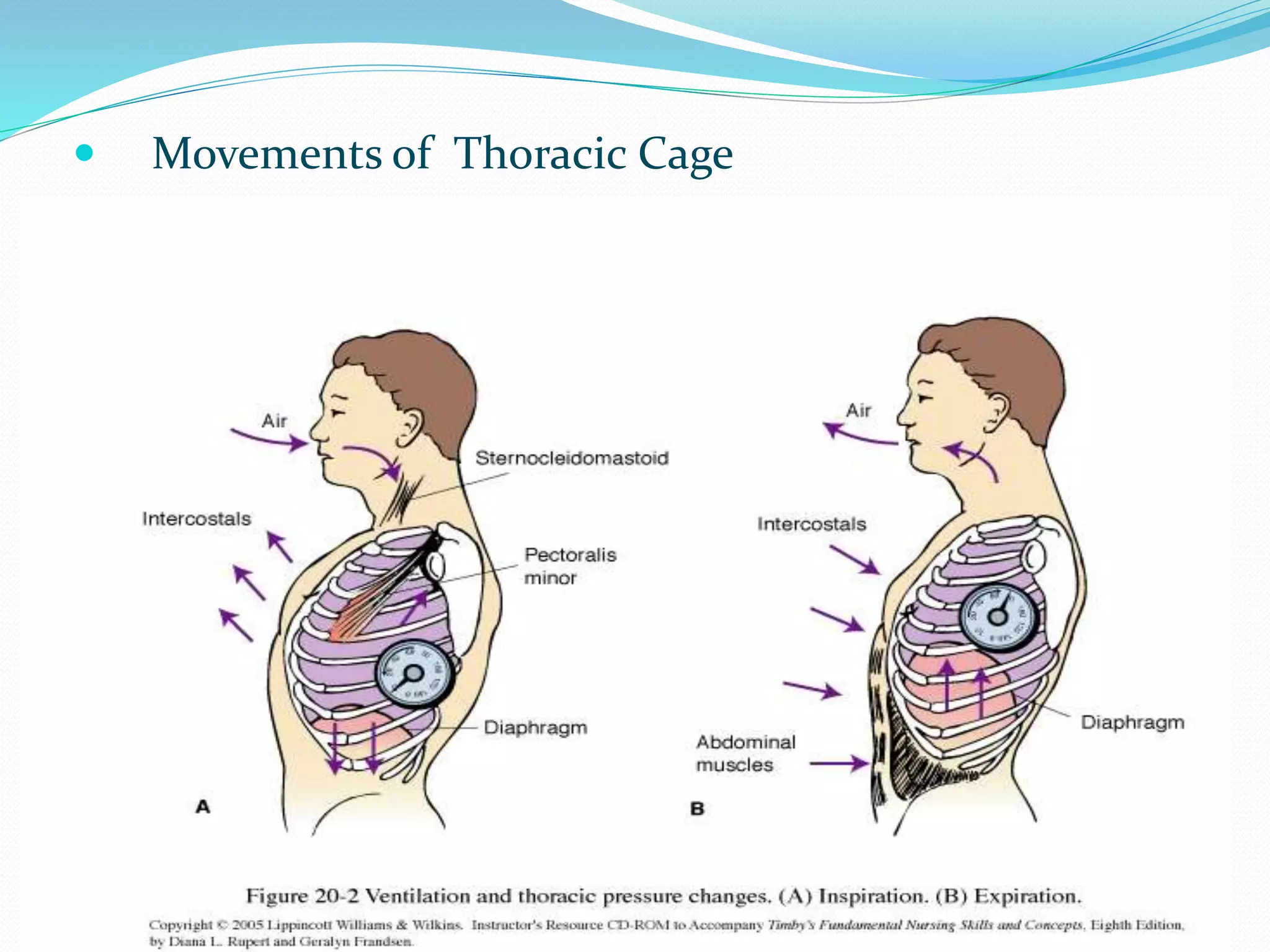 Physiology of respiration | PPTX