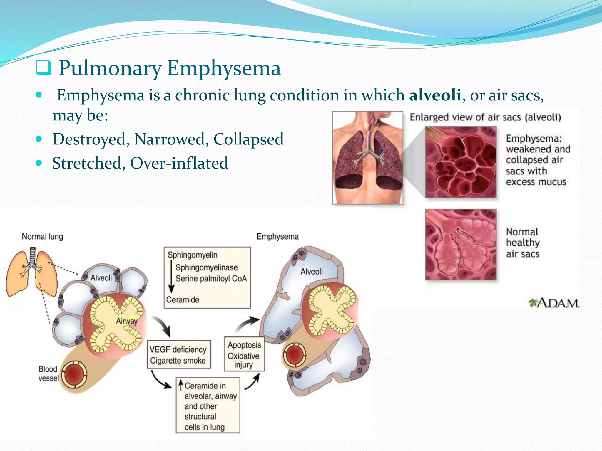 Physiology of respiration | PPTX