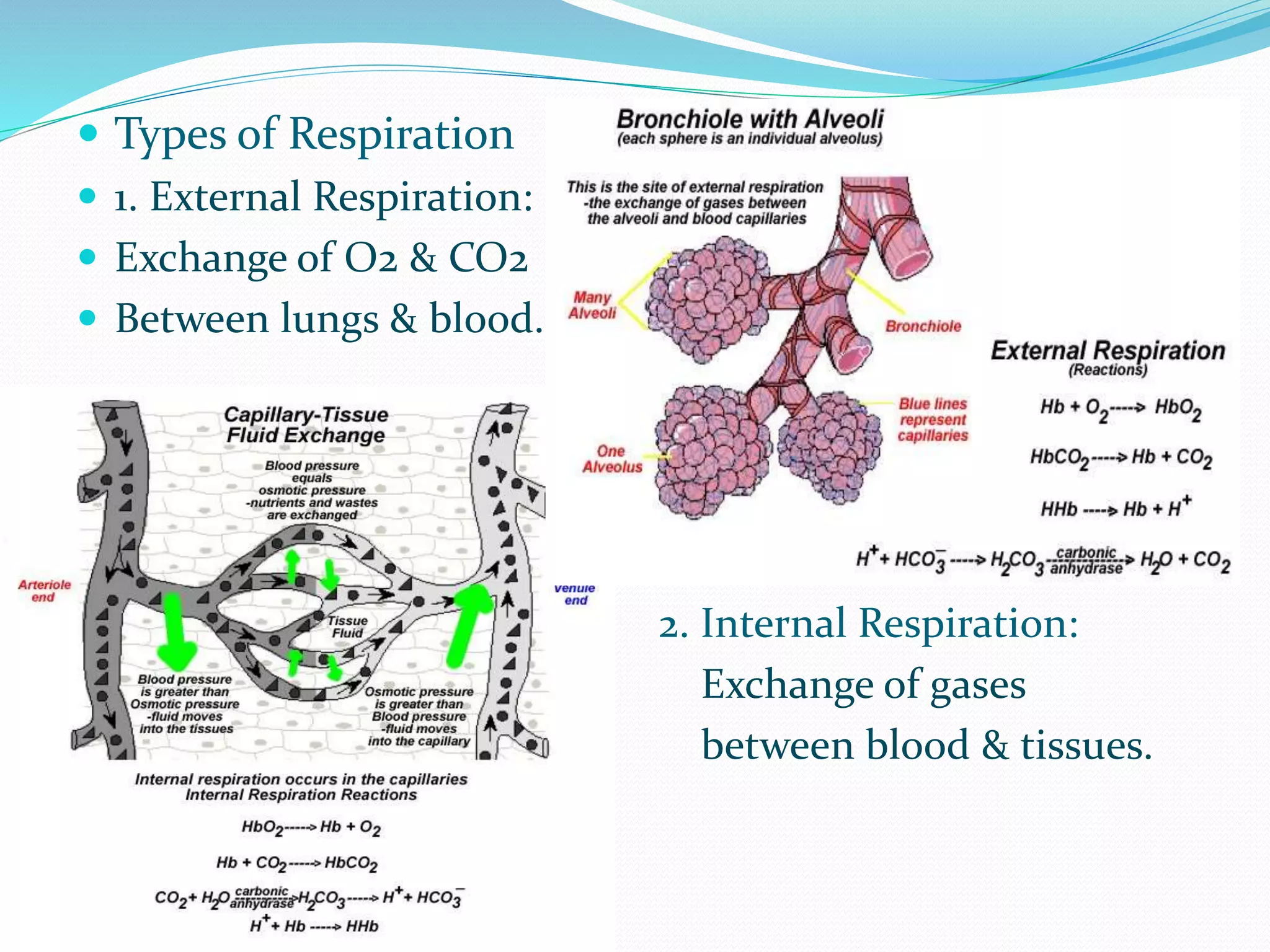 Physiology of respiration | PPTX