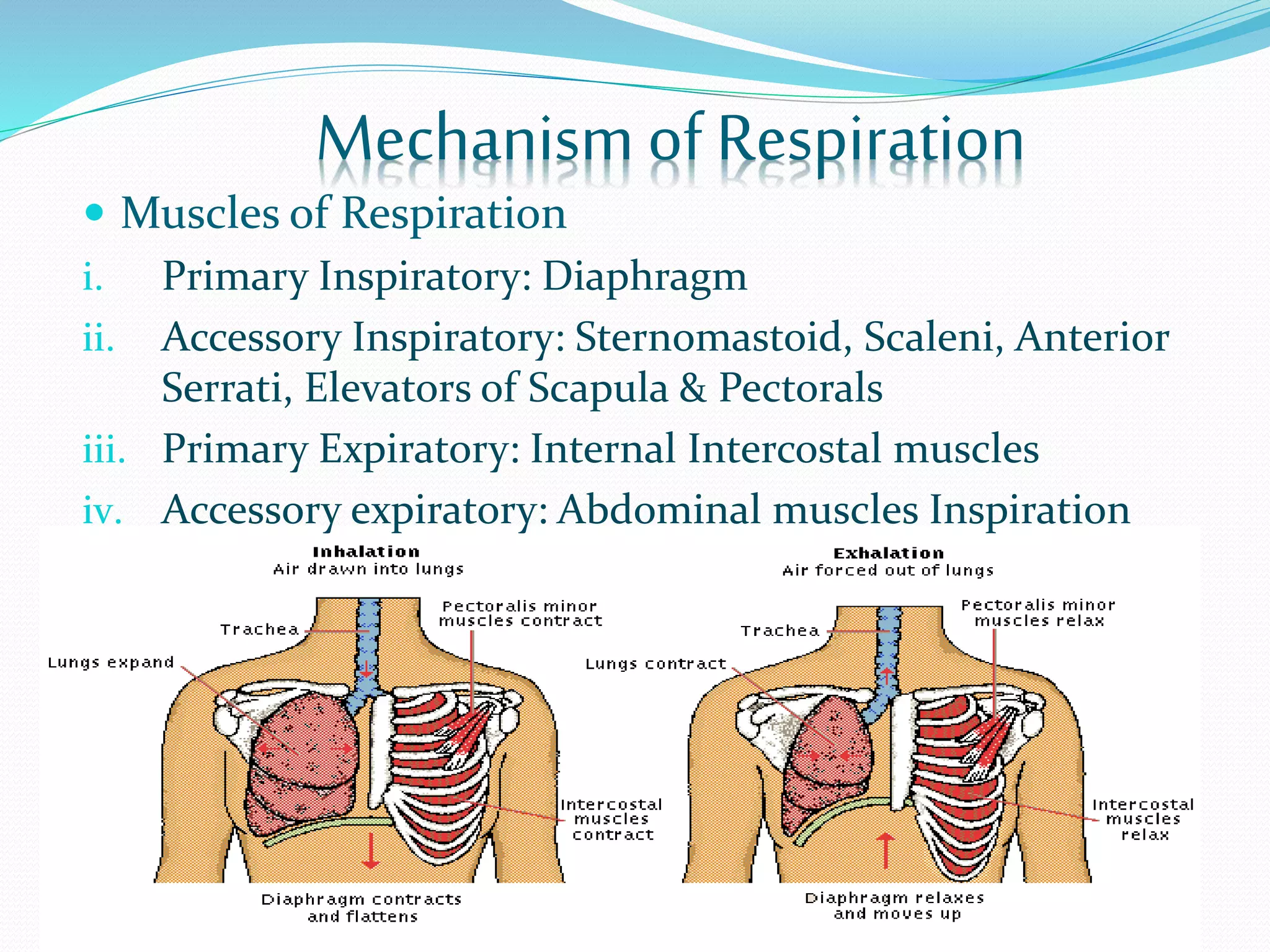 Physiology of respiration | PPTX